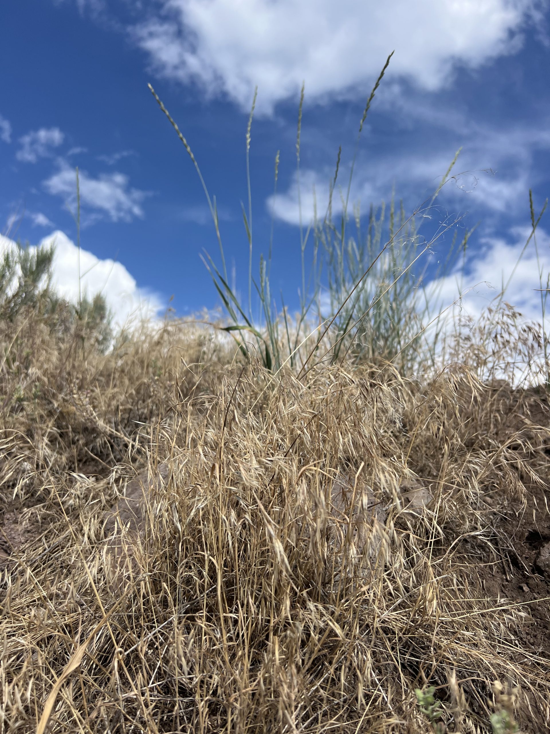 Cheatgrass fuels bigger, earlier wildfires — and is now more widespread ...