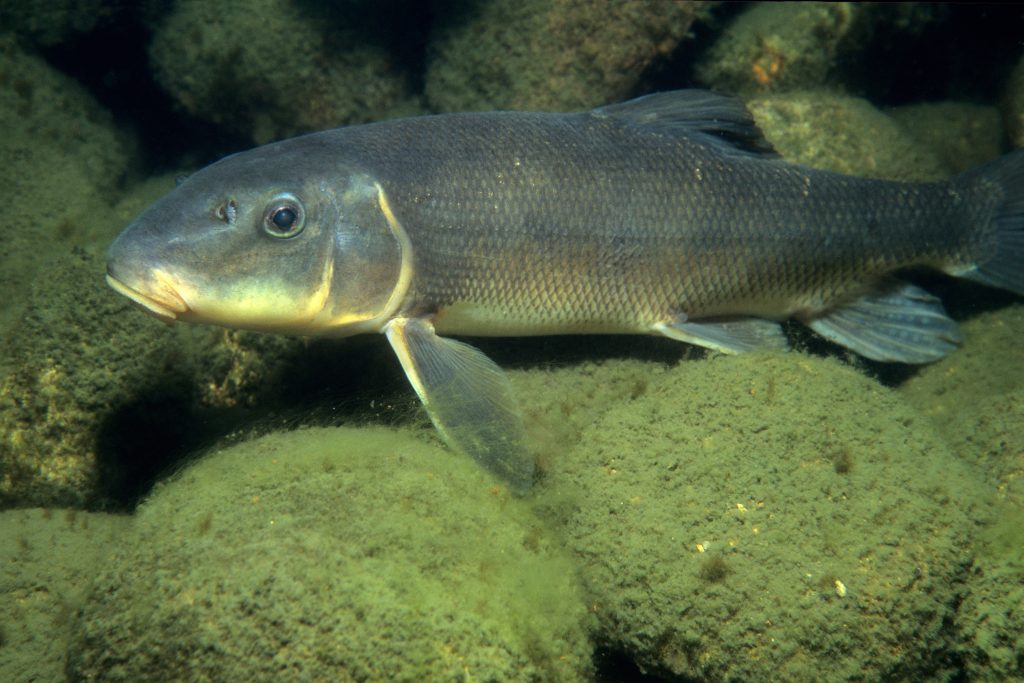 Curious Nature: The unseen fish of the Eagle River | VailDaily.com