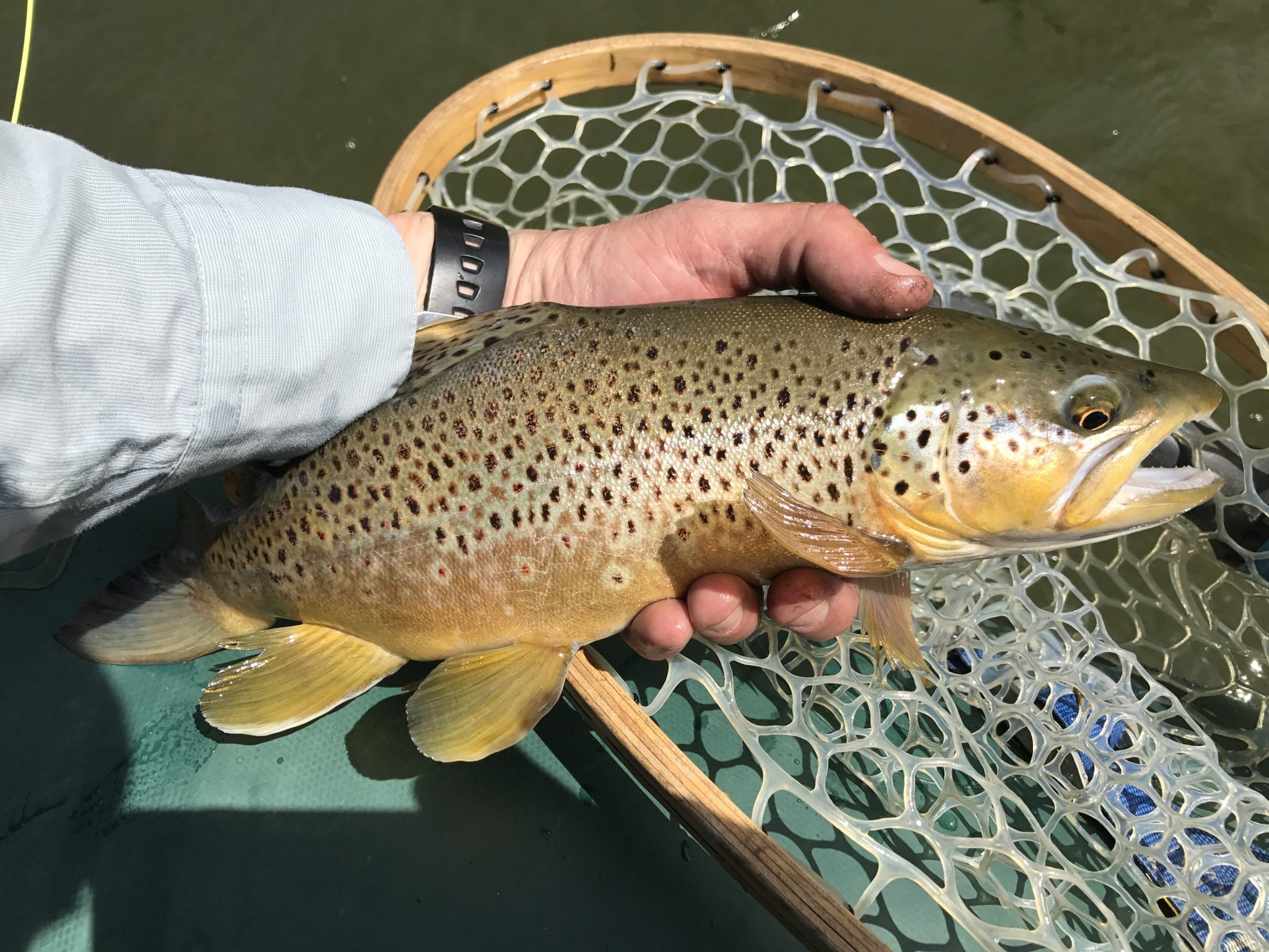 Salomone: Time for Miller moths in Colorado | VailDaily.com