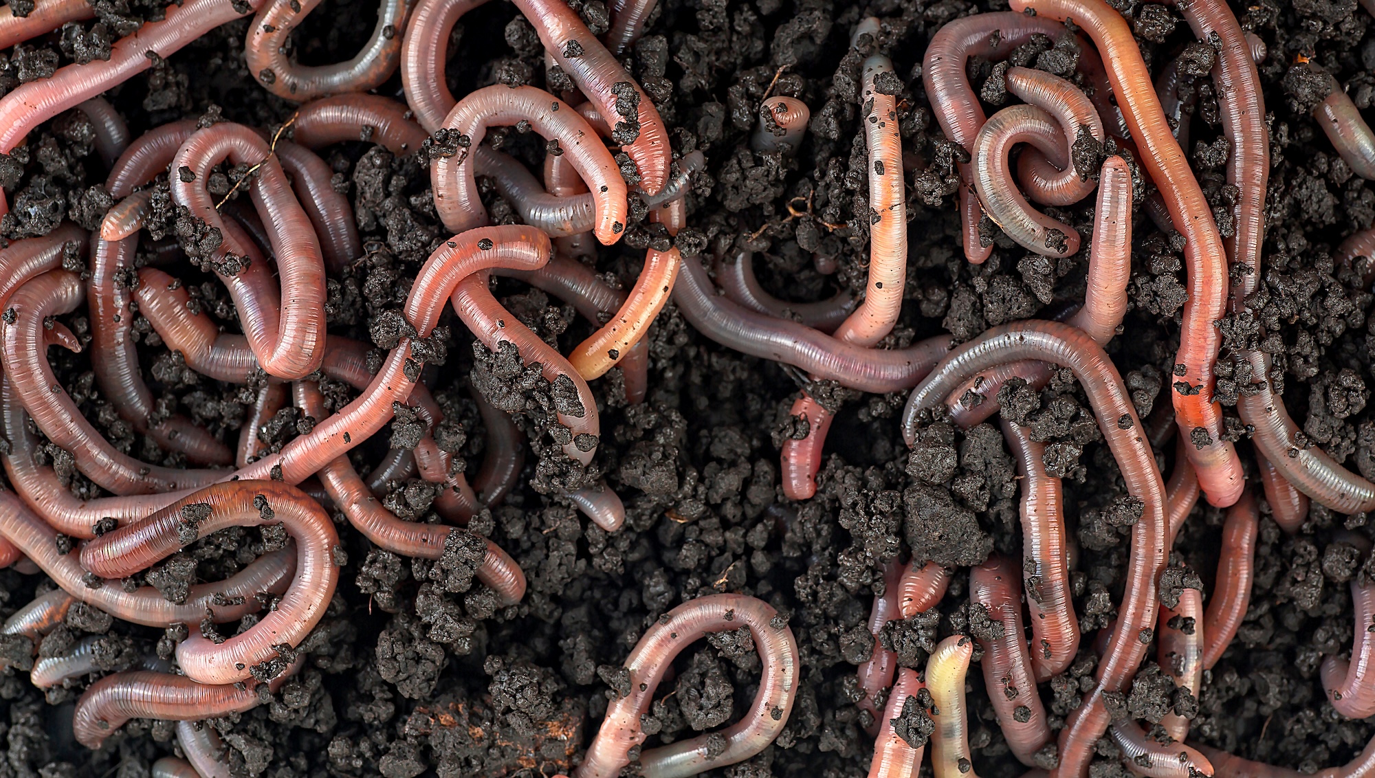 Worms of Colorado: The good, the bad and the strange | VailDaily.com
