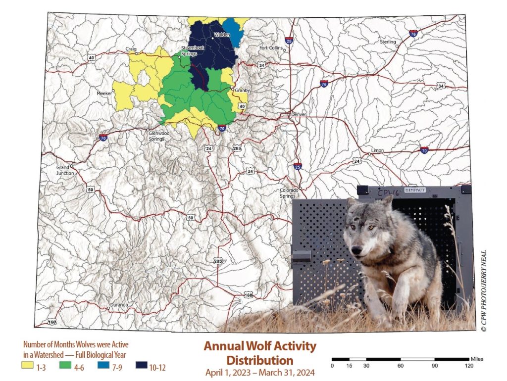 What Colorado Parks and Wildlife’s first wolf report does — and doesn’t ...