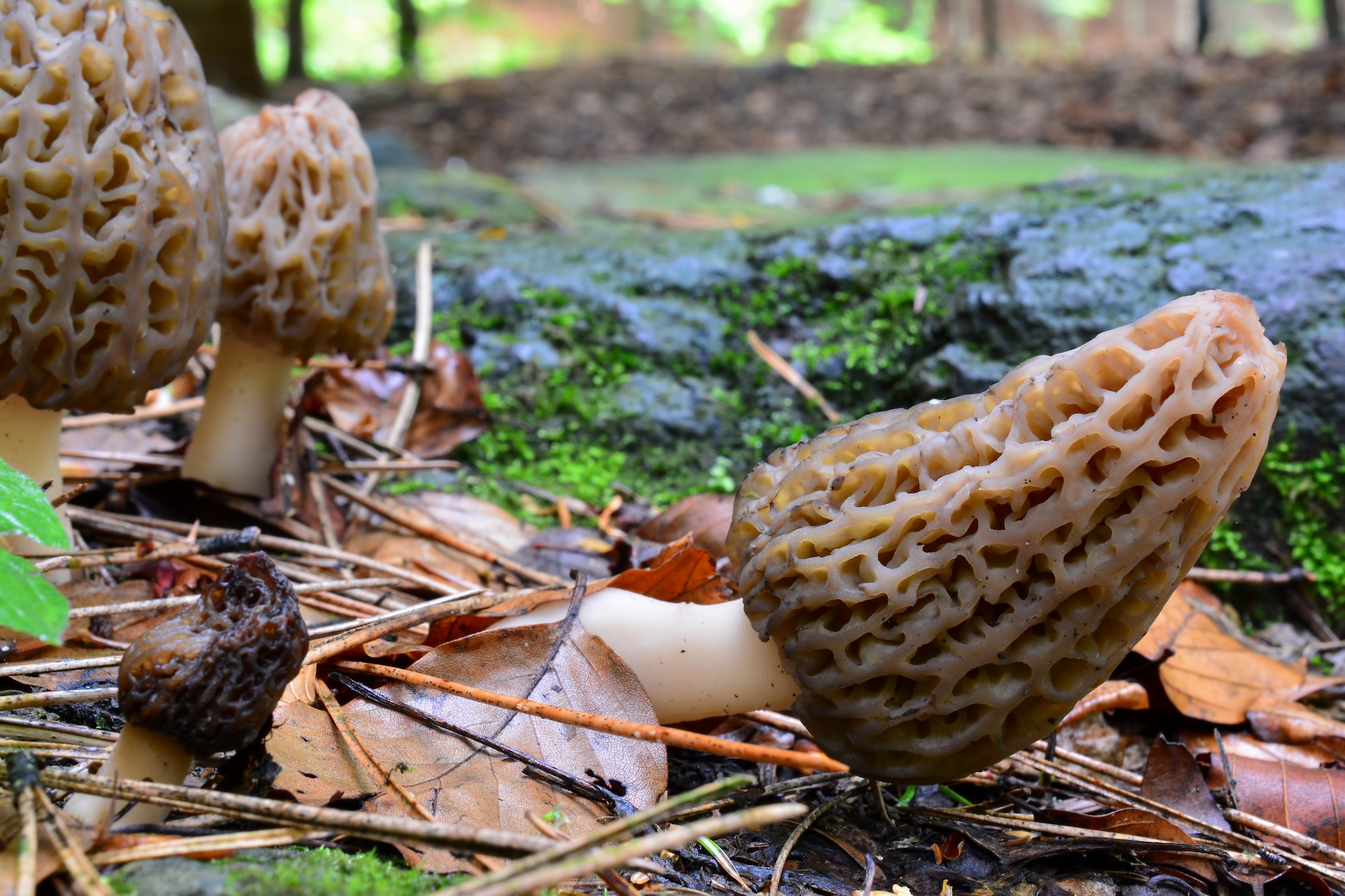 The mystery of wildfires and the burn morel mushroom | VailDaily.com