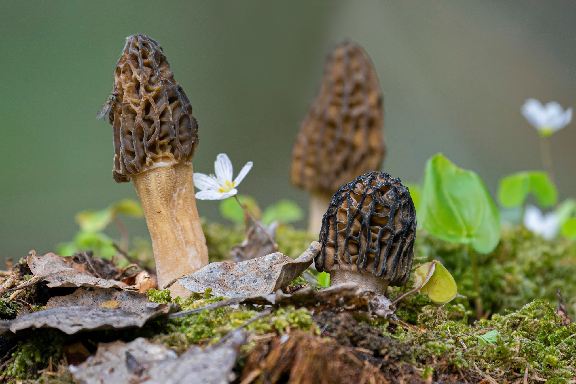The mystery of wildfires and the burn morel mushroom | VailDaily.com