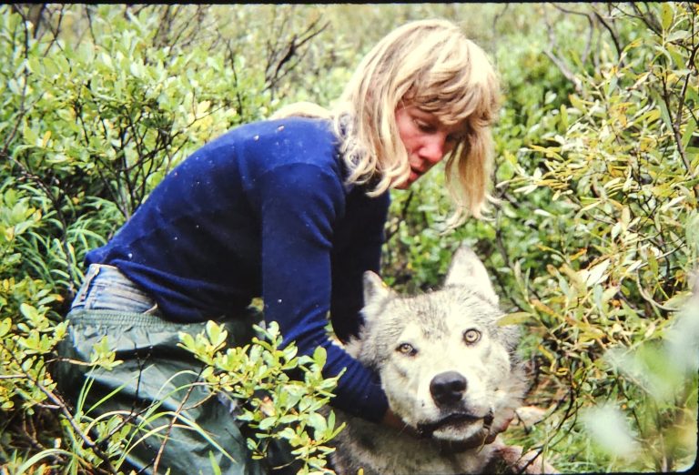 Writers on the Range: 40 years of living with wolves | VailDaily.com