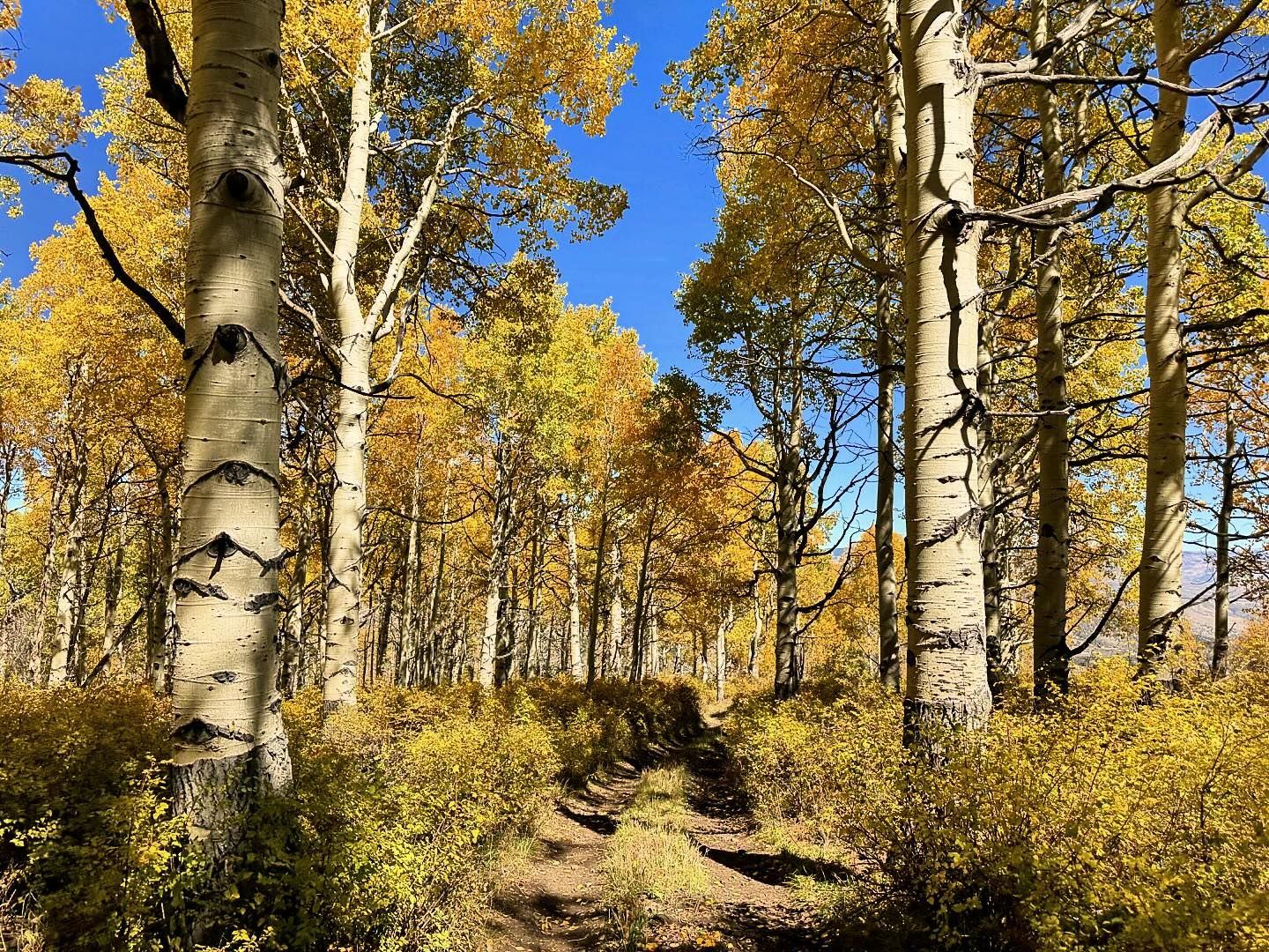 Where to catch Vail Valley fall colors at their peak | VailDaily.com