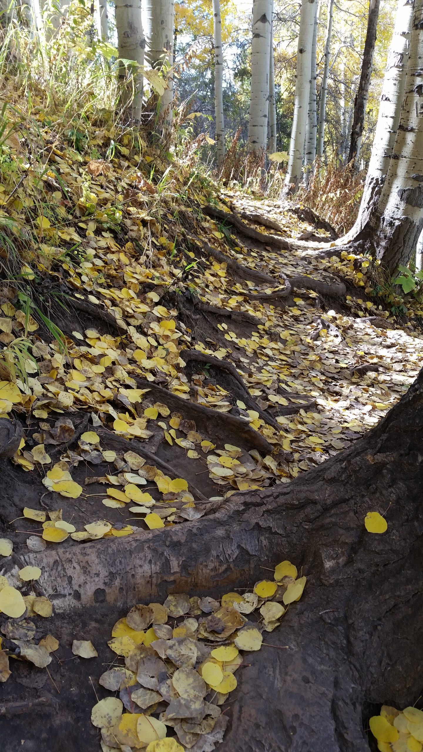 Where to catch Vail Valley fall colors at their peak | VailDaily.com