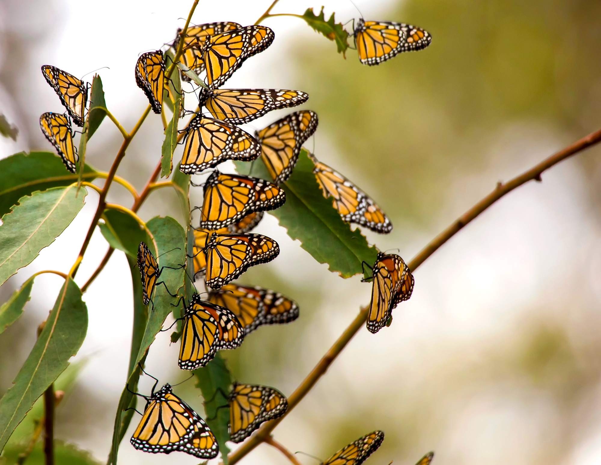 Finding Halloween inspiration from nature’s blurred boundaries of life ...