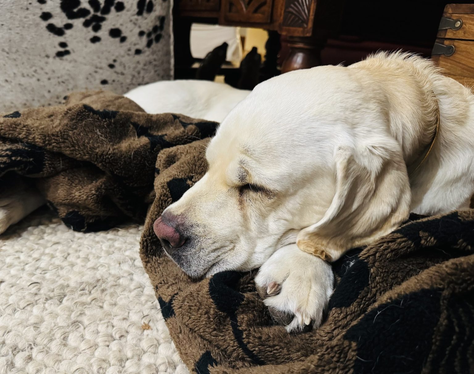 How drones, search dogs and advanced software helped a missing dog find ...