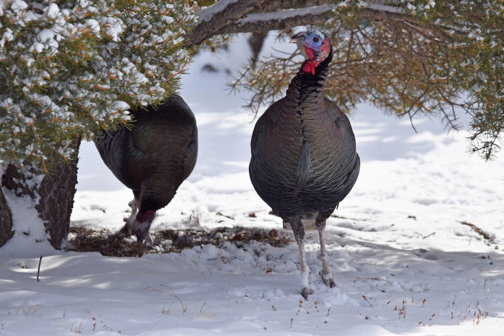 All about the turkey: Stories, science and facts about Thanksgiving’s ...