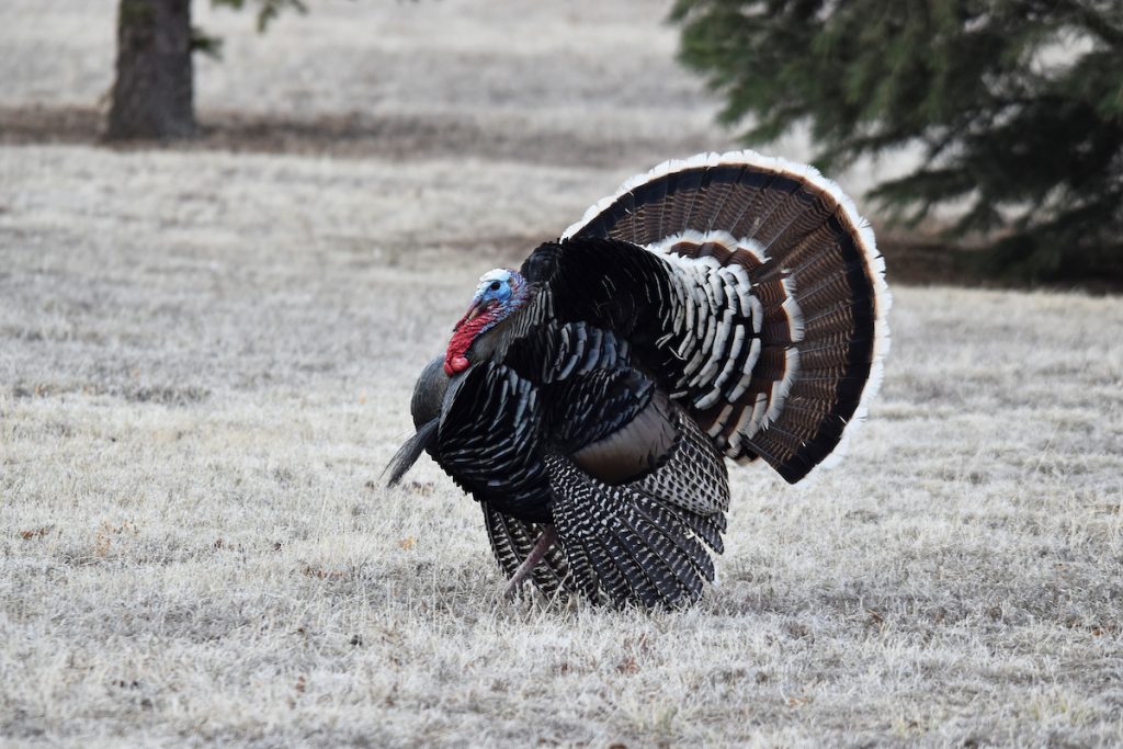 All about the turkey: Stories, science and facts about Thanksgiving’s ...