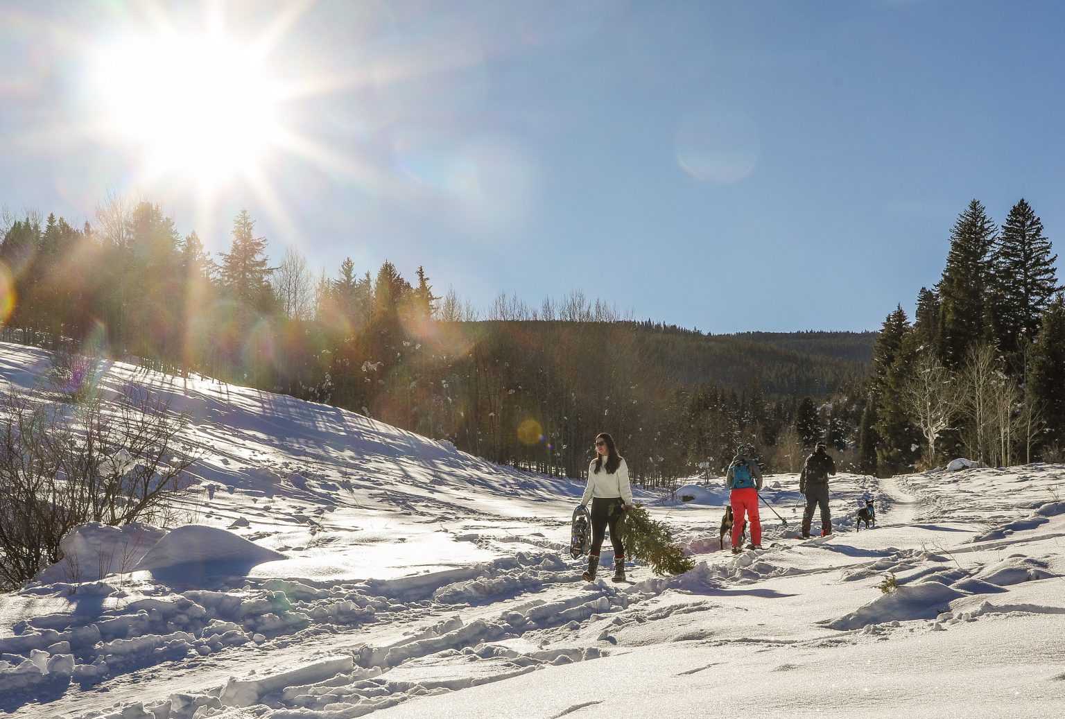 Christmas tree permits available from White River National Forest ...