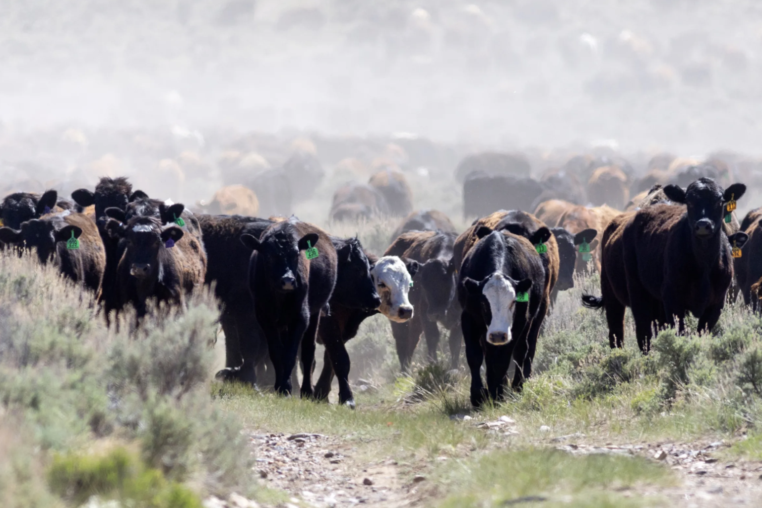 Missing: 180 cows have disappeared along the Western Slope, ranchers ...