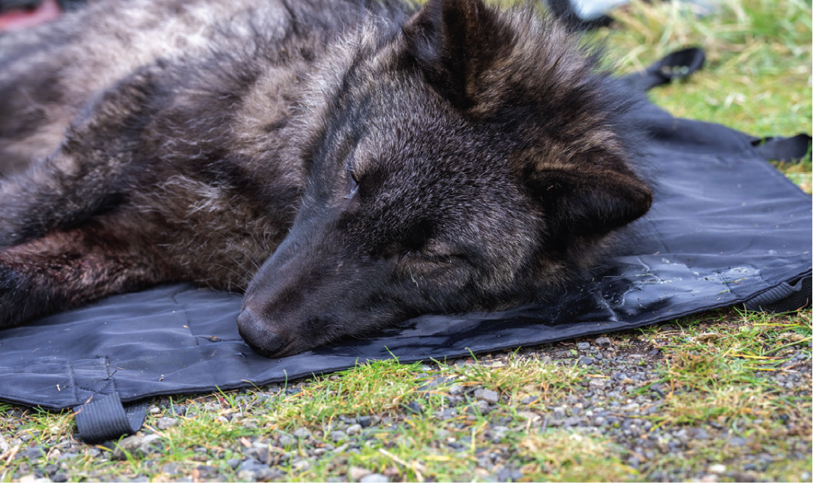 ‘Disastrous’ or ‘off to a good start?’: One year into wolf restoration ...