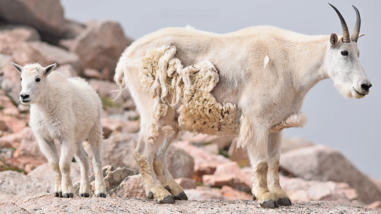 Was 2024 a better year for Colorado’s bighorn sheep? | VailDaily.com