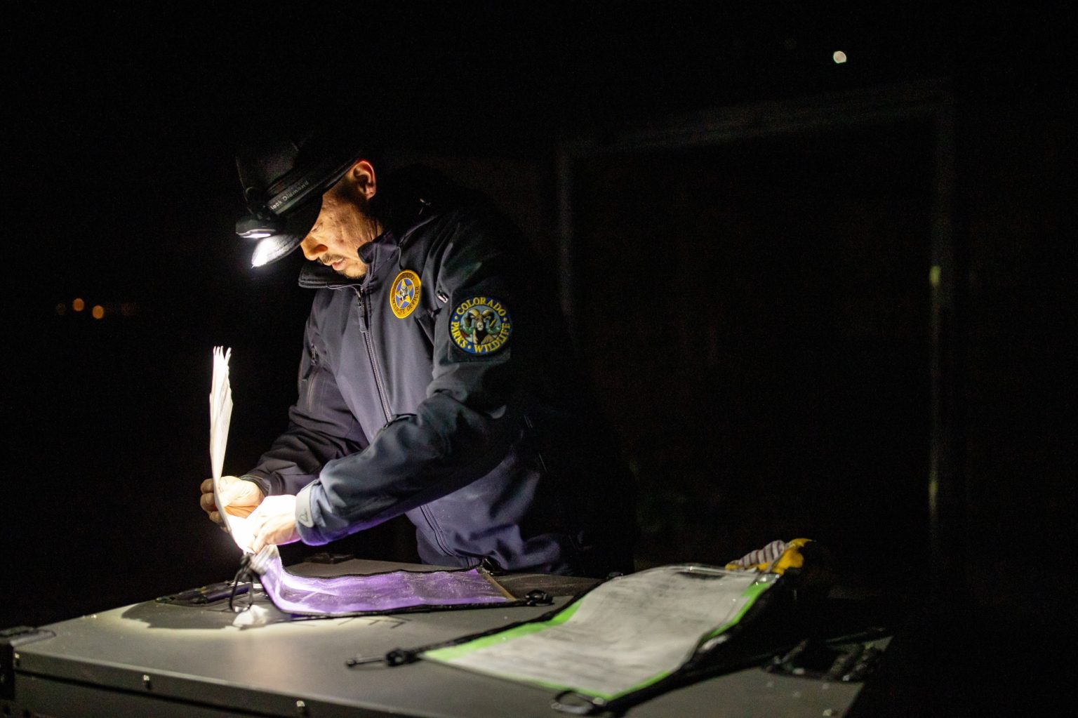 Inside the release of 5 wolves in Eagle County as 15 new predators land ...