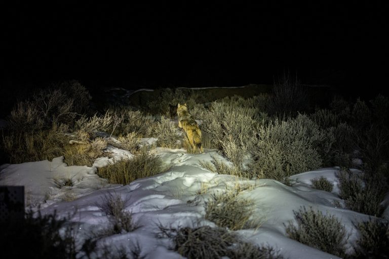 A first look at where Colorado’s newest gray wolves have been traveling ...