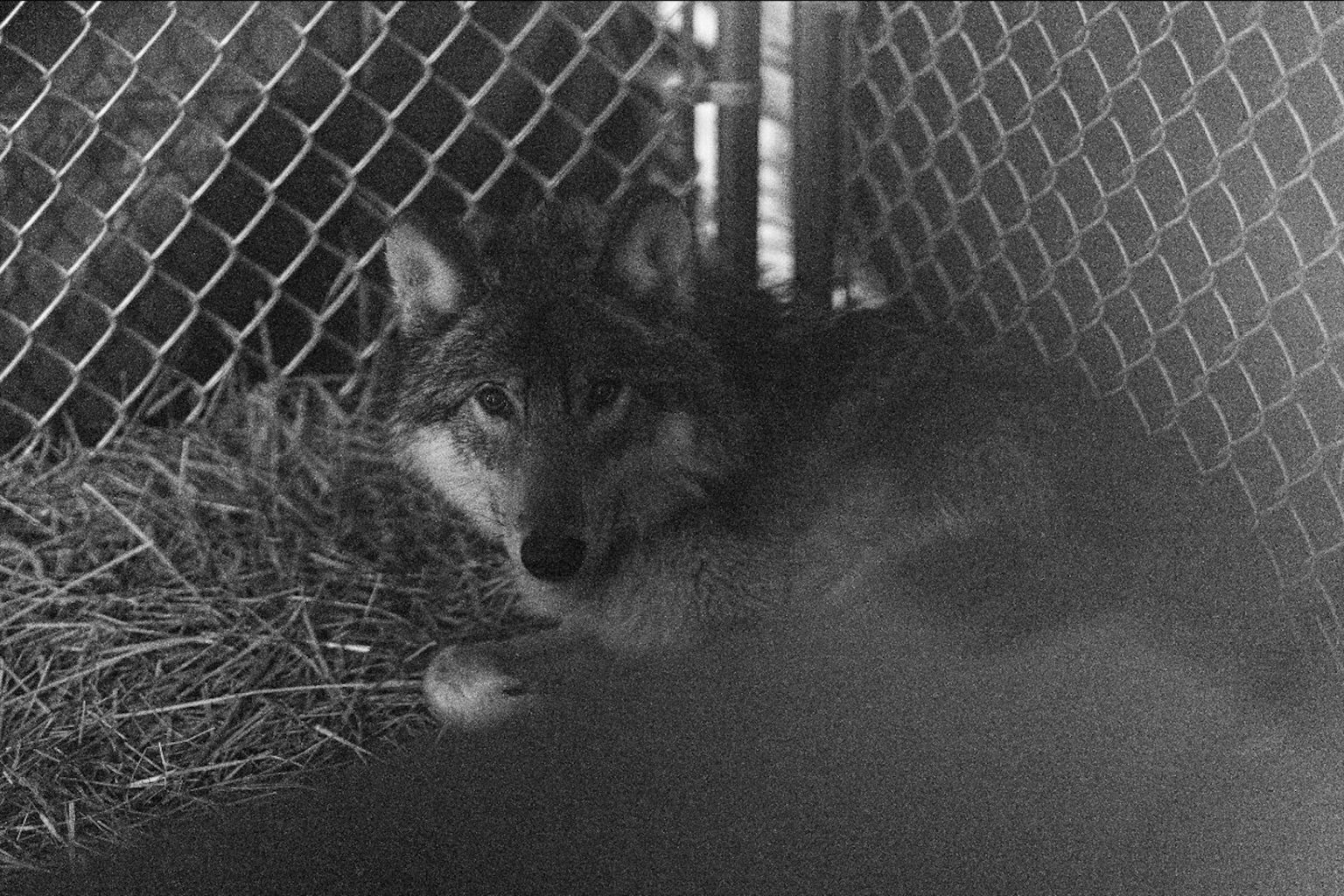 Inside the release of 5 wolves in Eagle County as 15 new predators land ...