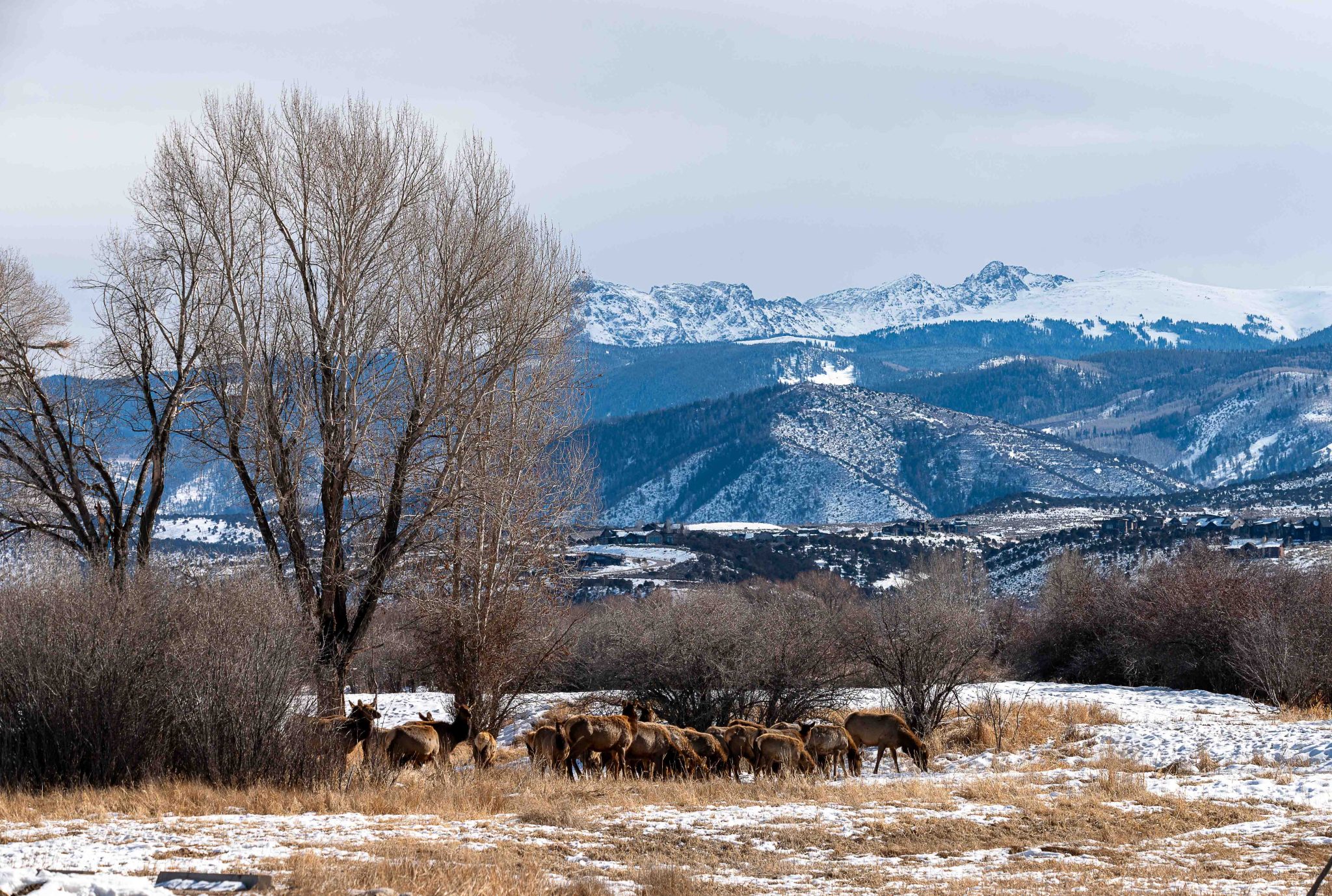 Elk on the range: Balancing human habitat with shrinking herds ...