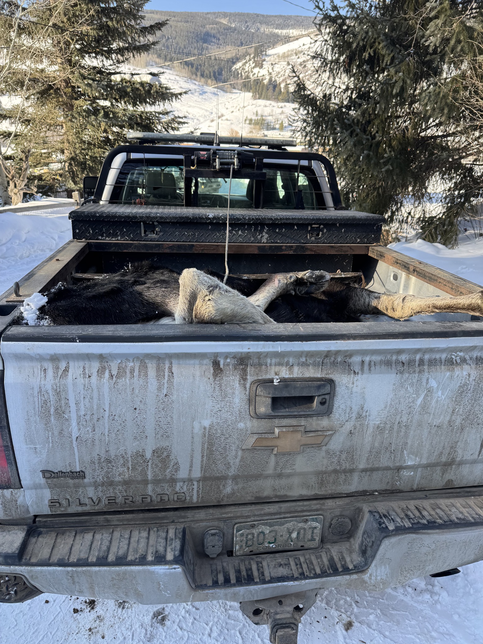 Beloved moose dies in Minturn, although it’s unclear why | VailDaily.com