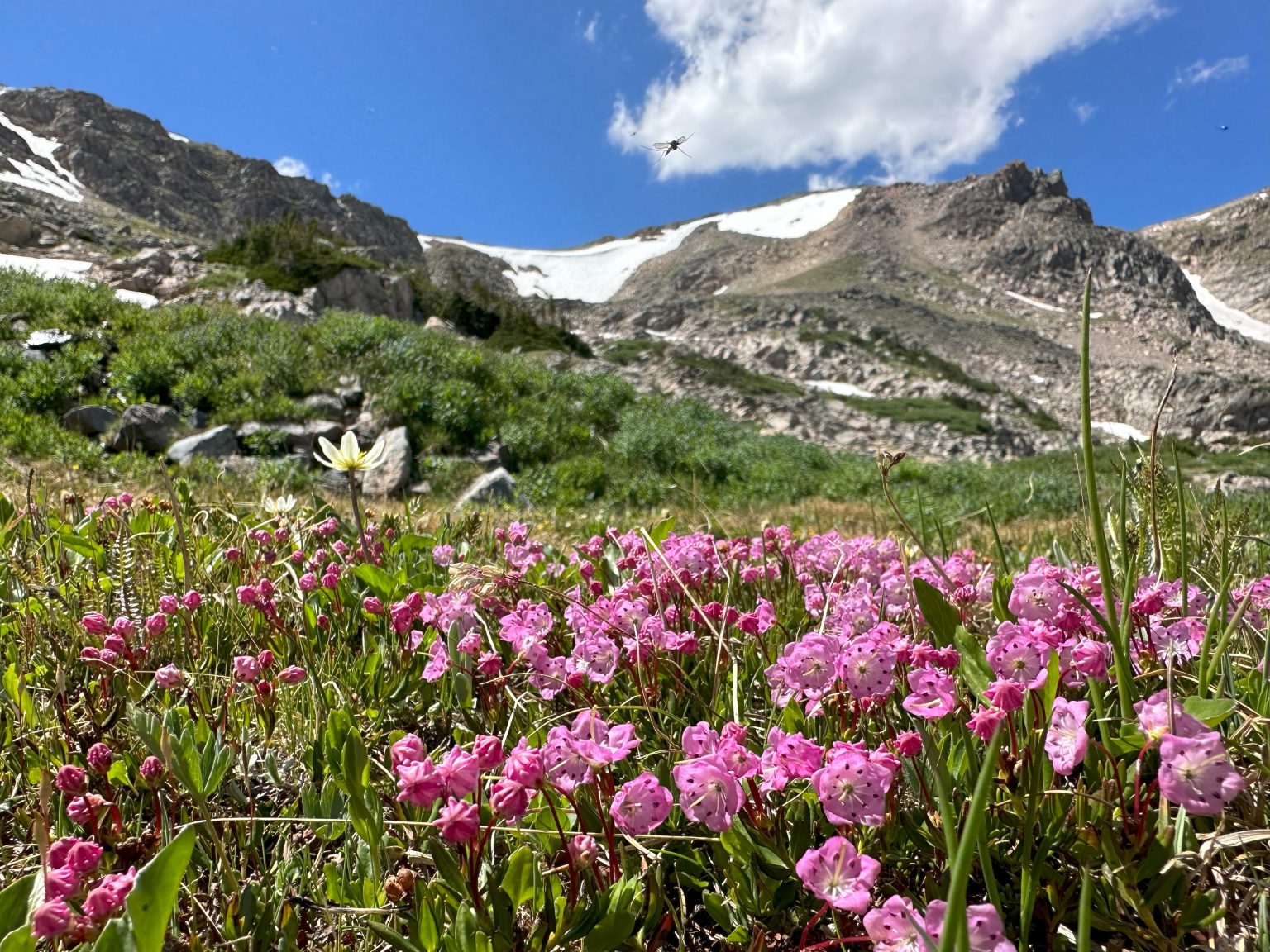 Alpine plants serve as an early indicator of climate change. What do ...