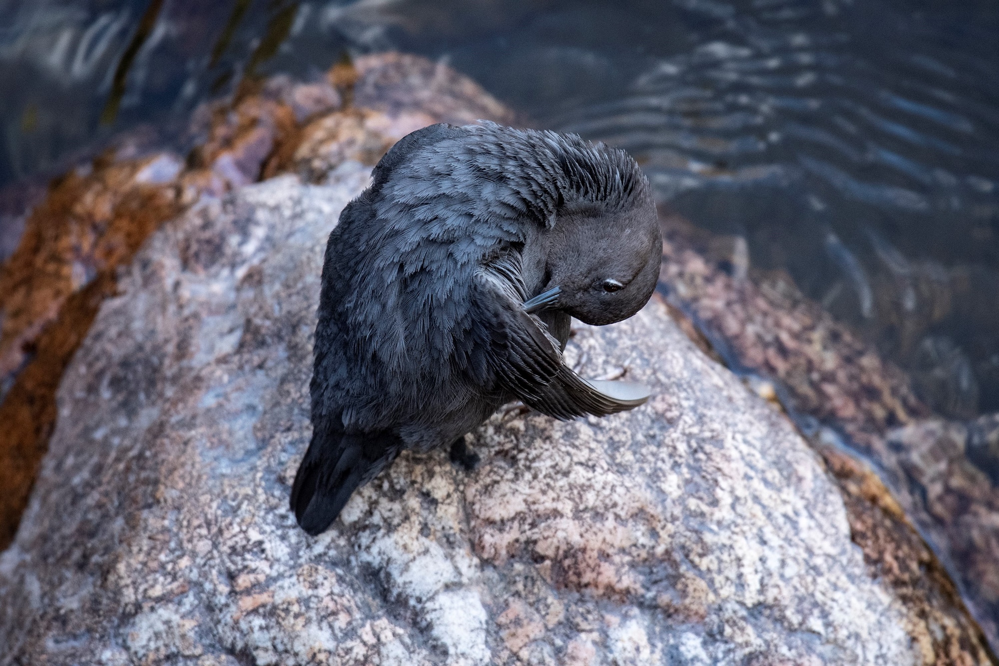 Eagle River Coalition: Little dippers are strong critters | VailDaily.com