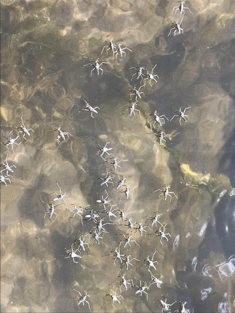 Salomone: Midges, midges and more midges. | VailDaily.com