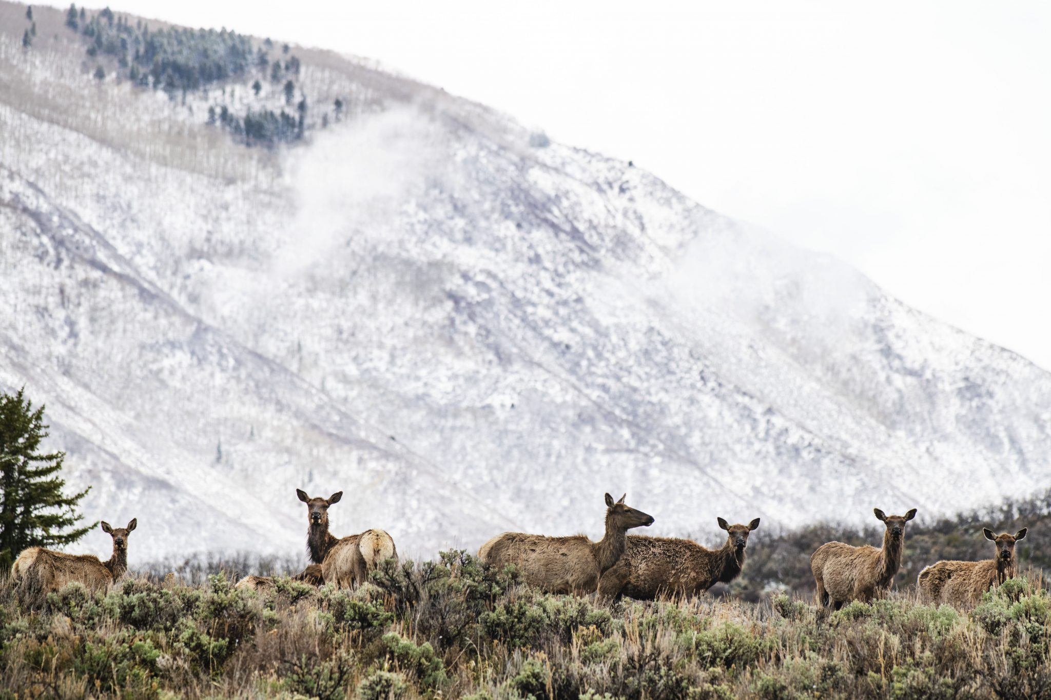 Hunters have until April 1 to apply for Colorado Parks and Wildlife’s ...
