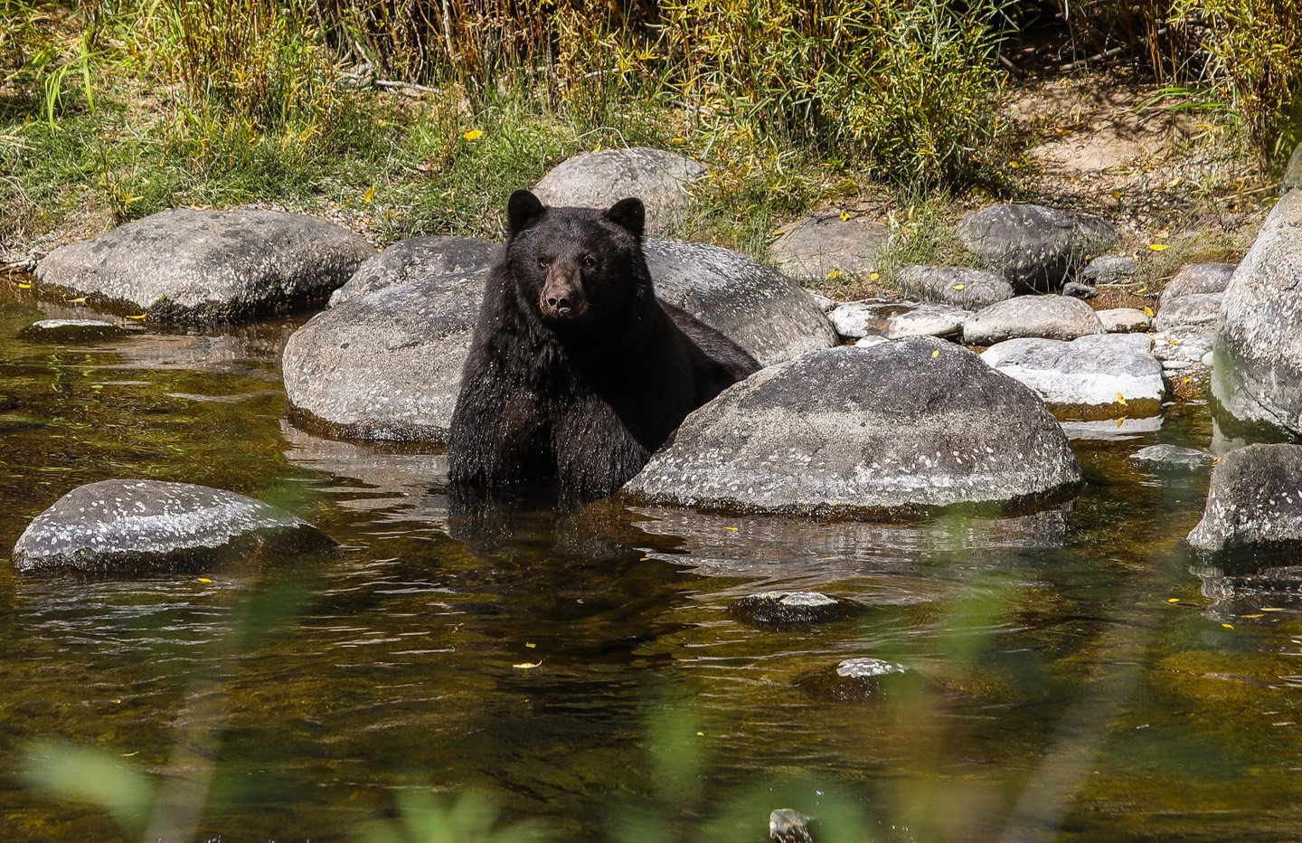 Here’s where Colorado’s human-bear conflict was the worst in 2024 ...