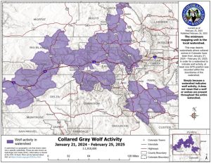 Here’s where Colorado’s gray wolves traveled in February | VailDaily.com