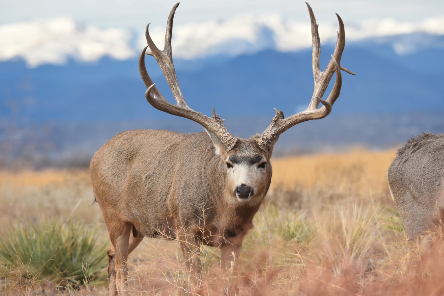 How is chronic wasting disease impacting deer and elk herds in ...