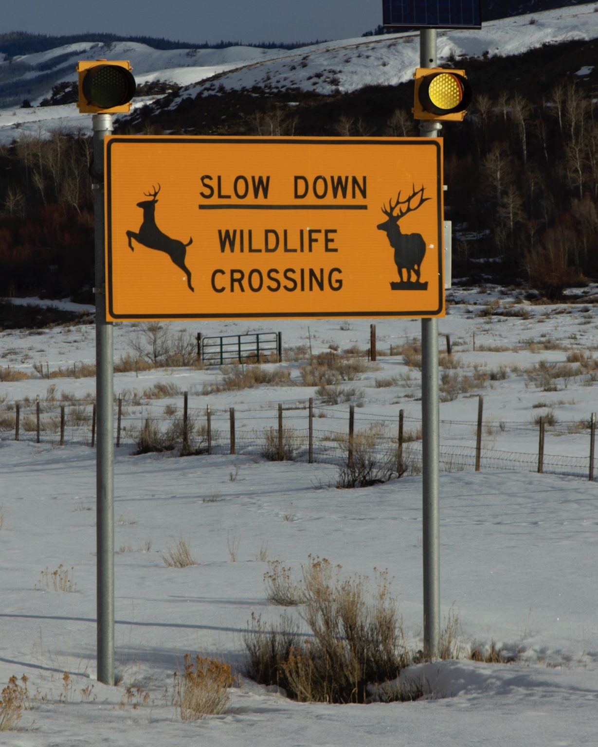 Understanding our impact to migration corridors to help wildlife ...