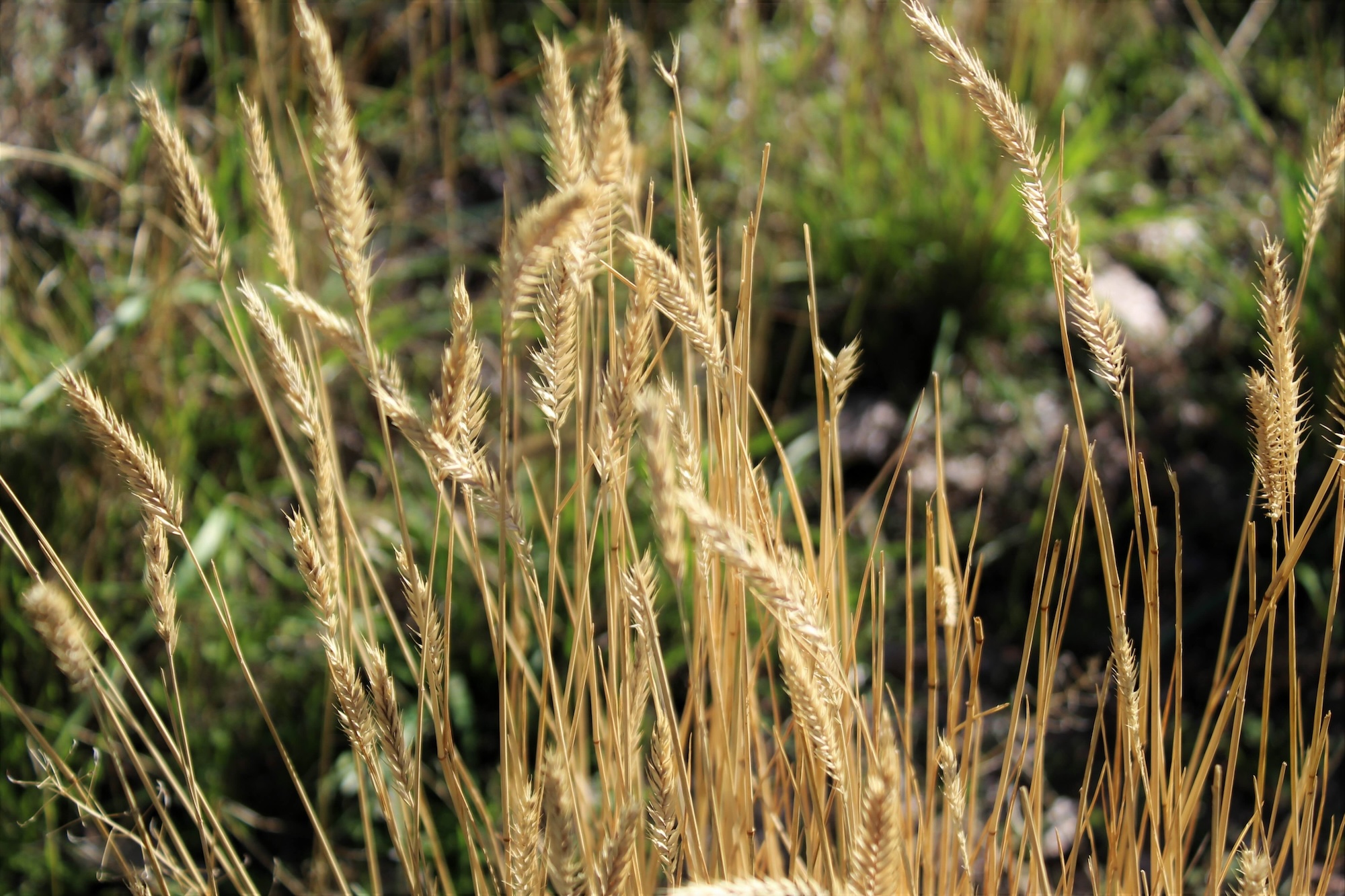 Growing resilient lawns for mountain landscapes | VailDaily.com