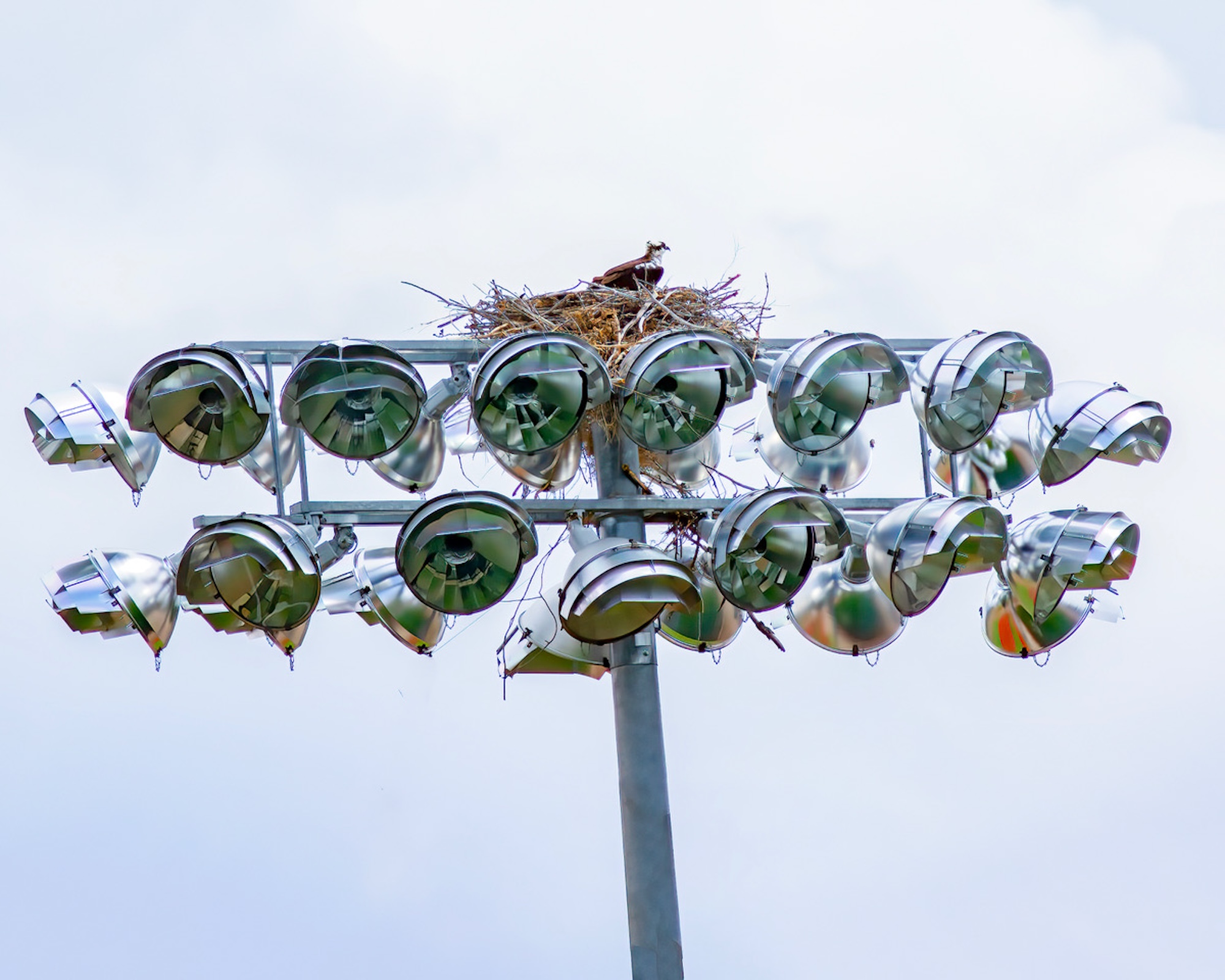 Eagle County’s ospreys are majestic birds of prey who stick together ...