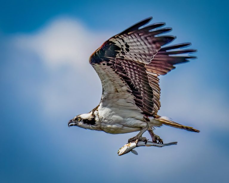 Eagle County’s ospreys are majestic birds of prey who stick together ...