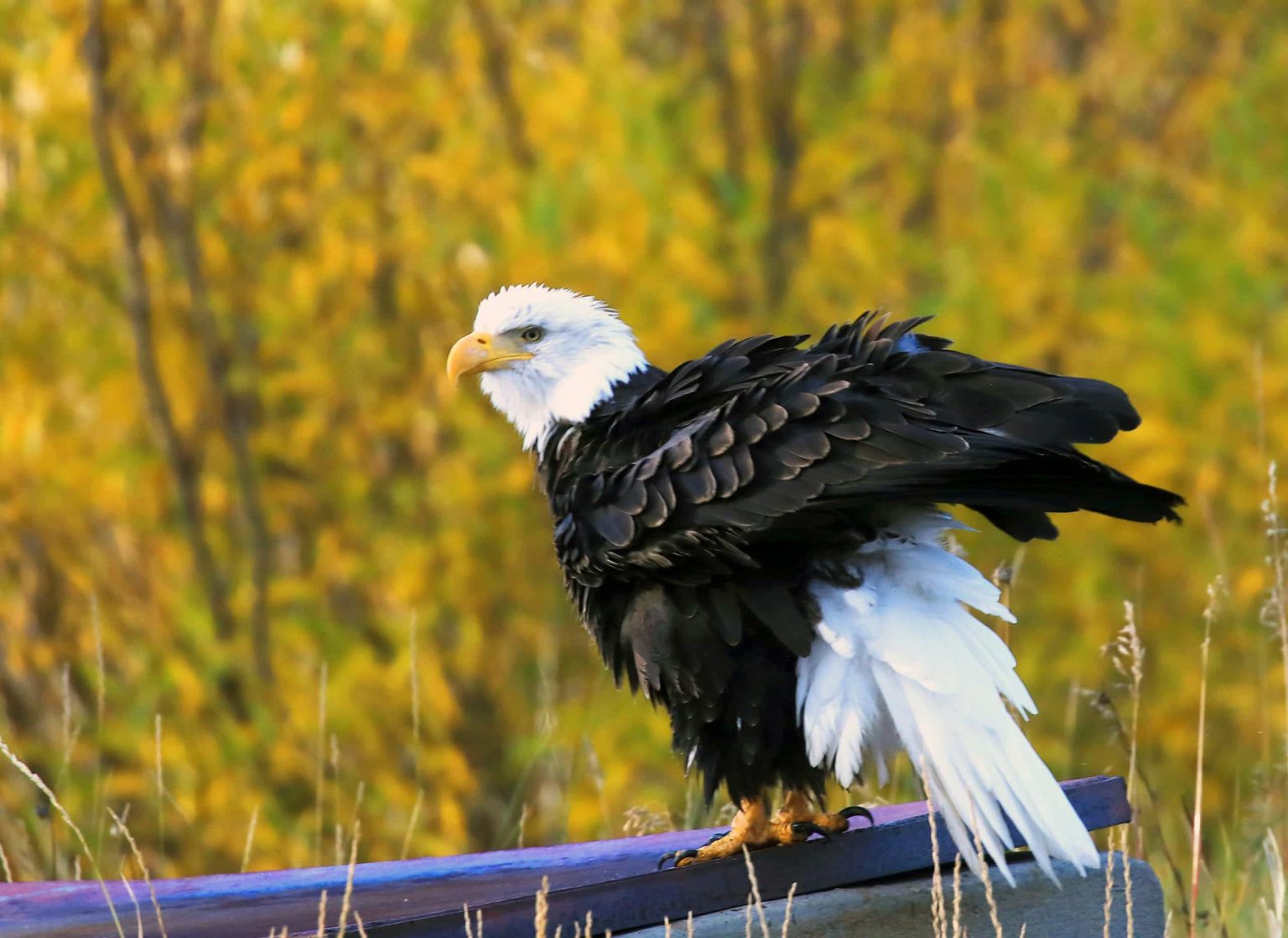 Colorado’s bald eagle population has been making a comeback. Here’s how ...