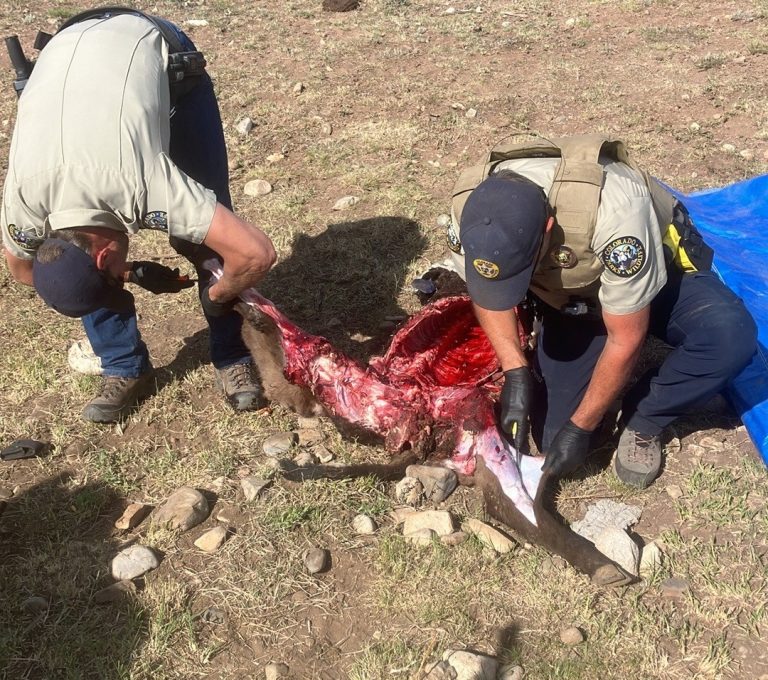 Colorado Parks and Wildlife kills Copper Creek wolf connected to ...