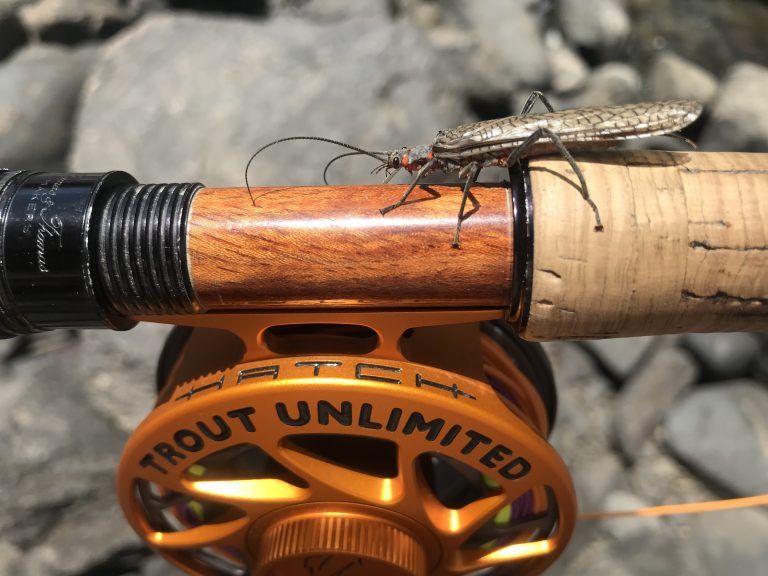 Salomone: Salmonfly hatch 2025, all about the other bugs | VailDaily.com