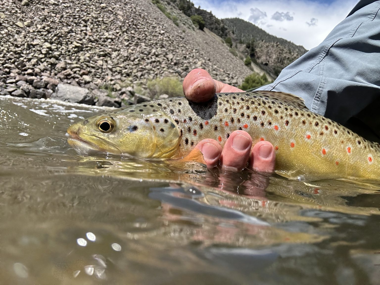 Salomone: Salmonfly hatch 2025, all about the other bugs | VailDaily.com