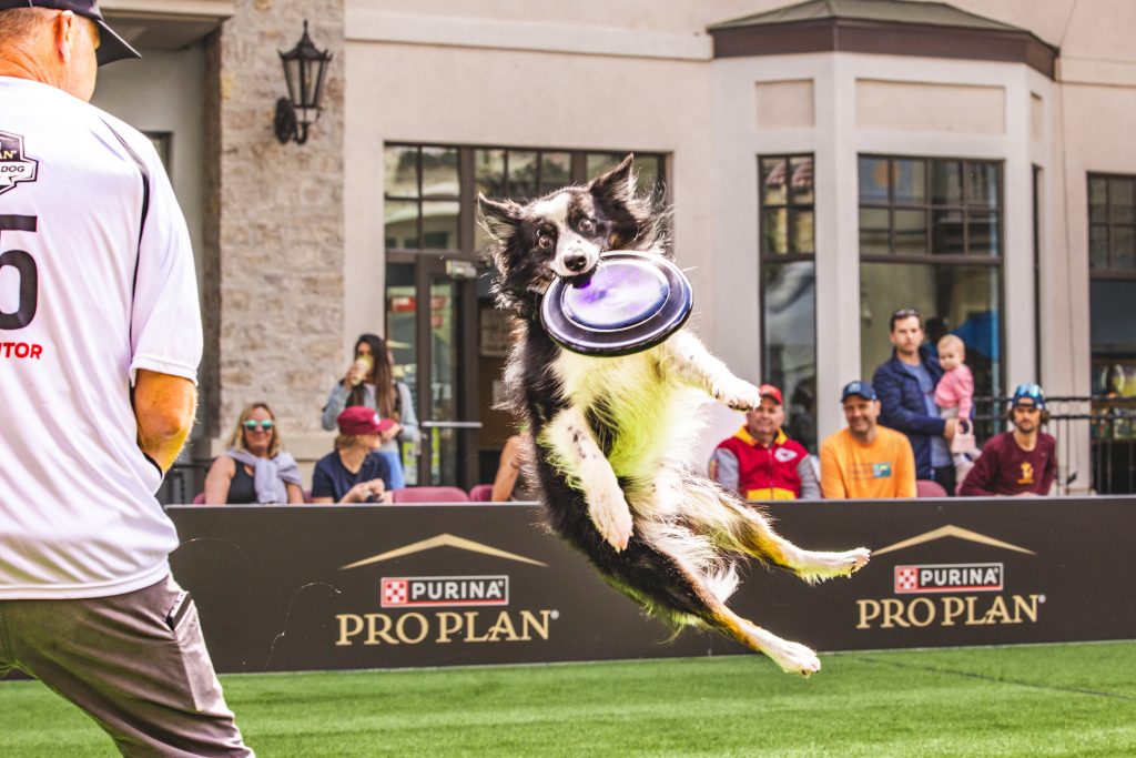 Purina Incredible Dog Challenge Experience brings incredible stories to ...