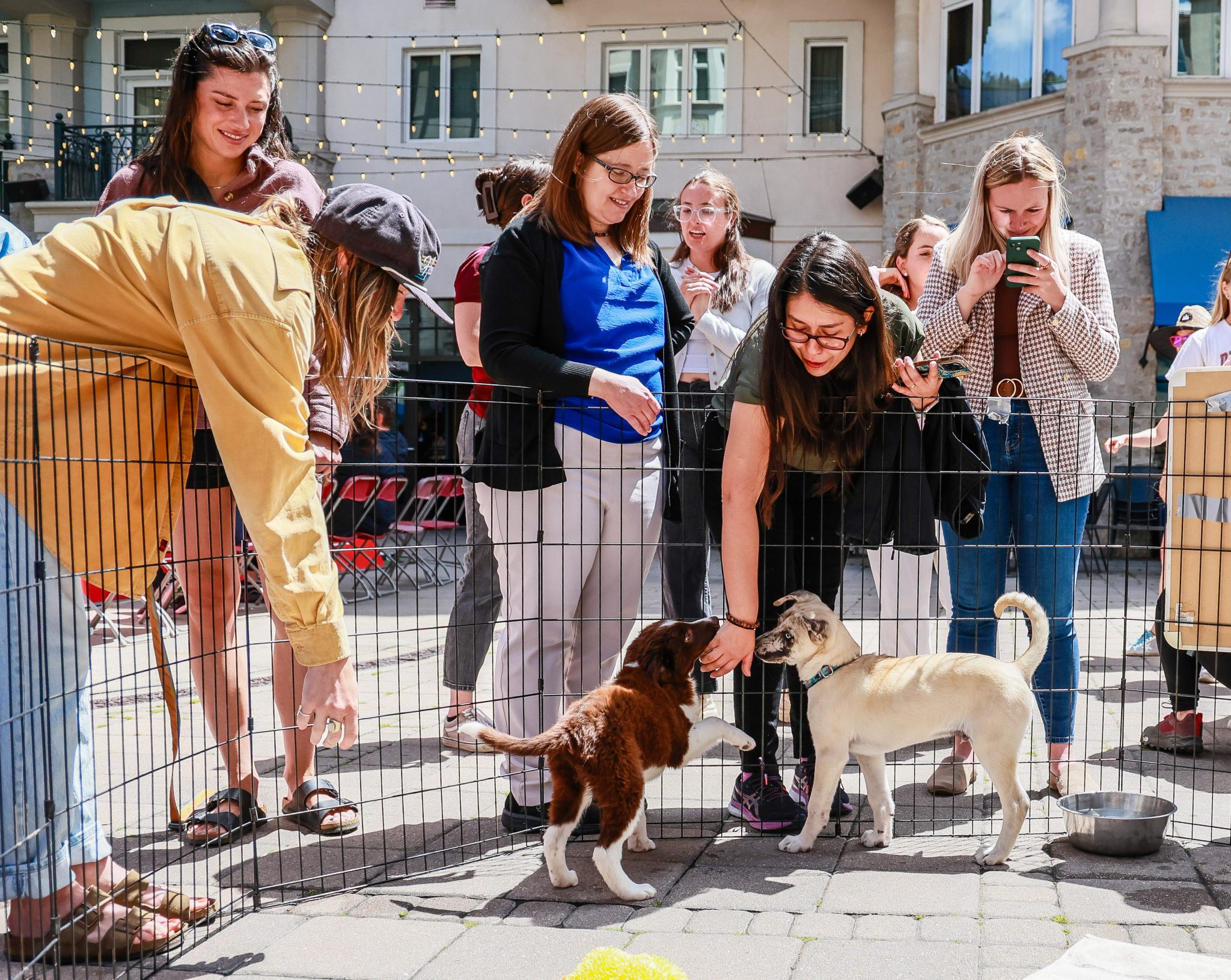 PHOTOS: Dogs add to the fun on Day 2 at the GoPro Mountain Games in ...