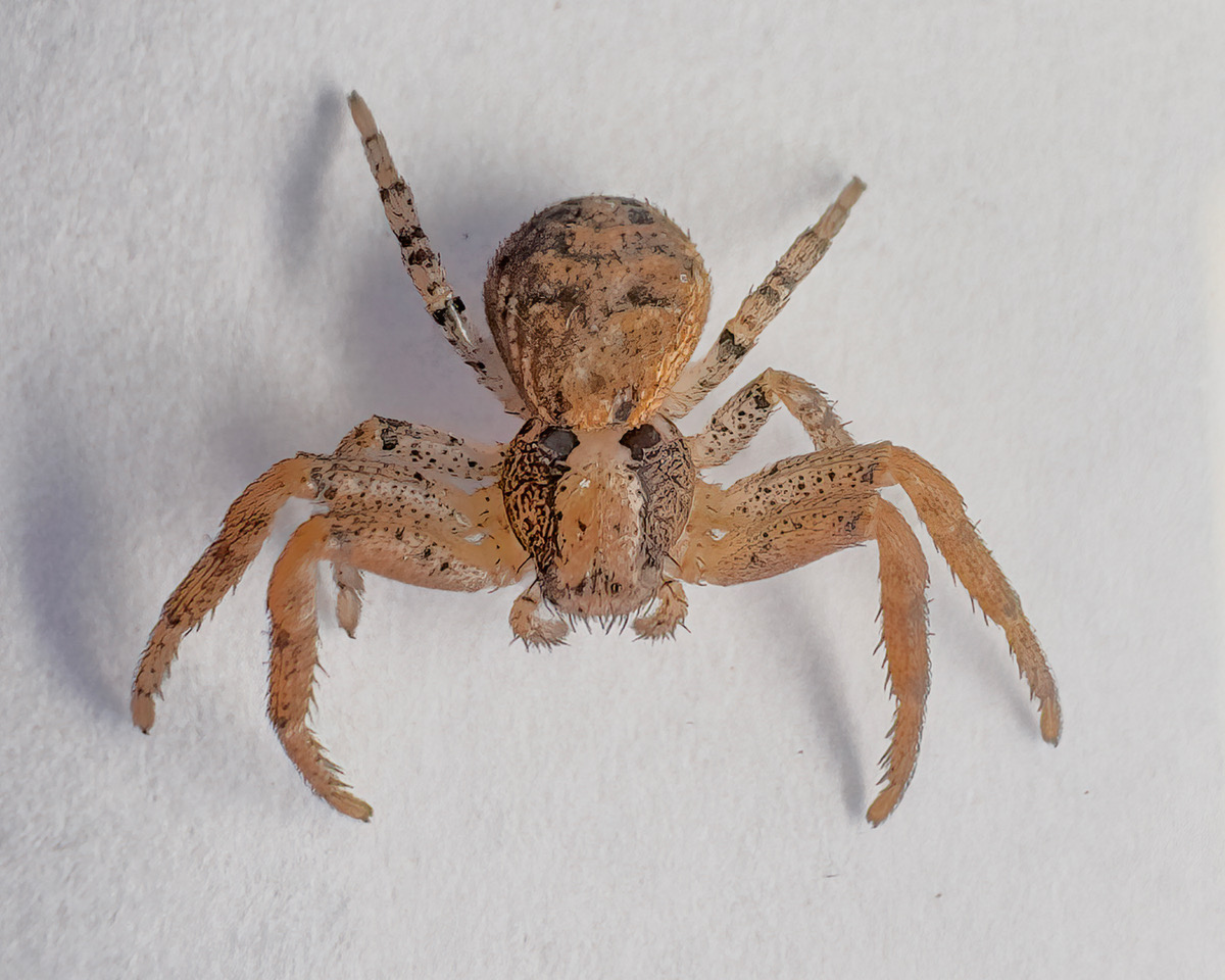 Where have all the insects gone in Eagle County? | VailDaily.com