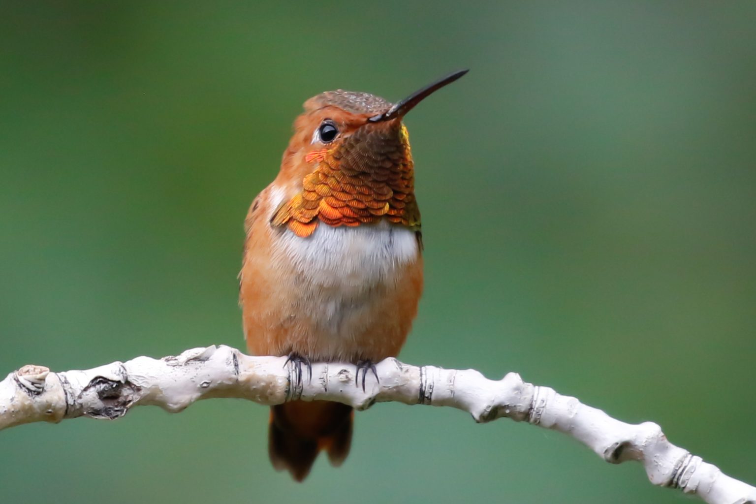 Tiny hummingbirds help draw attention to overall decline in birds ...