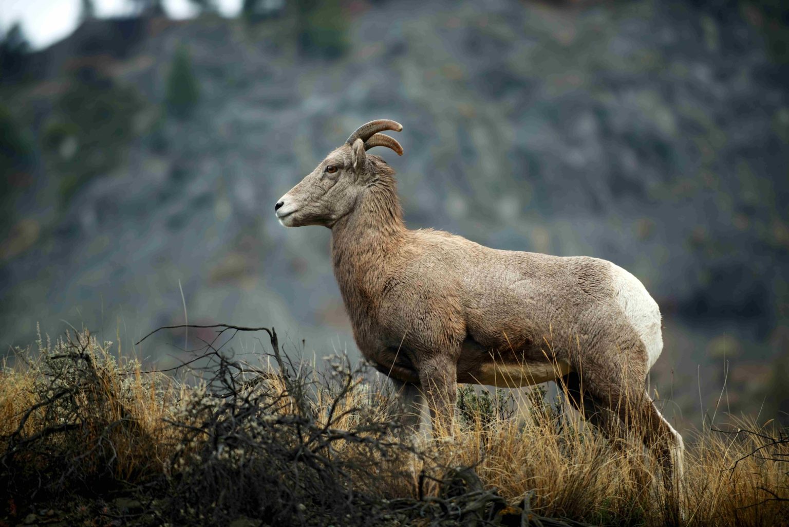 Dressing for the wild: How animals show us the essentials for staying ...