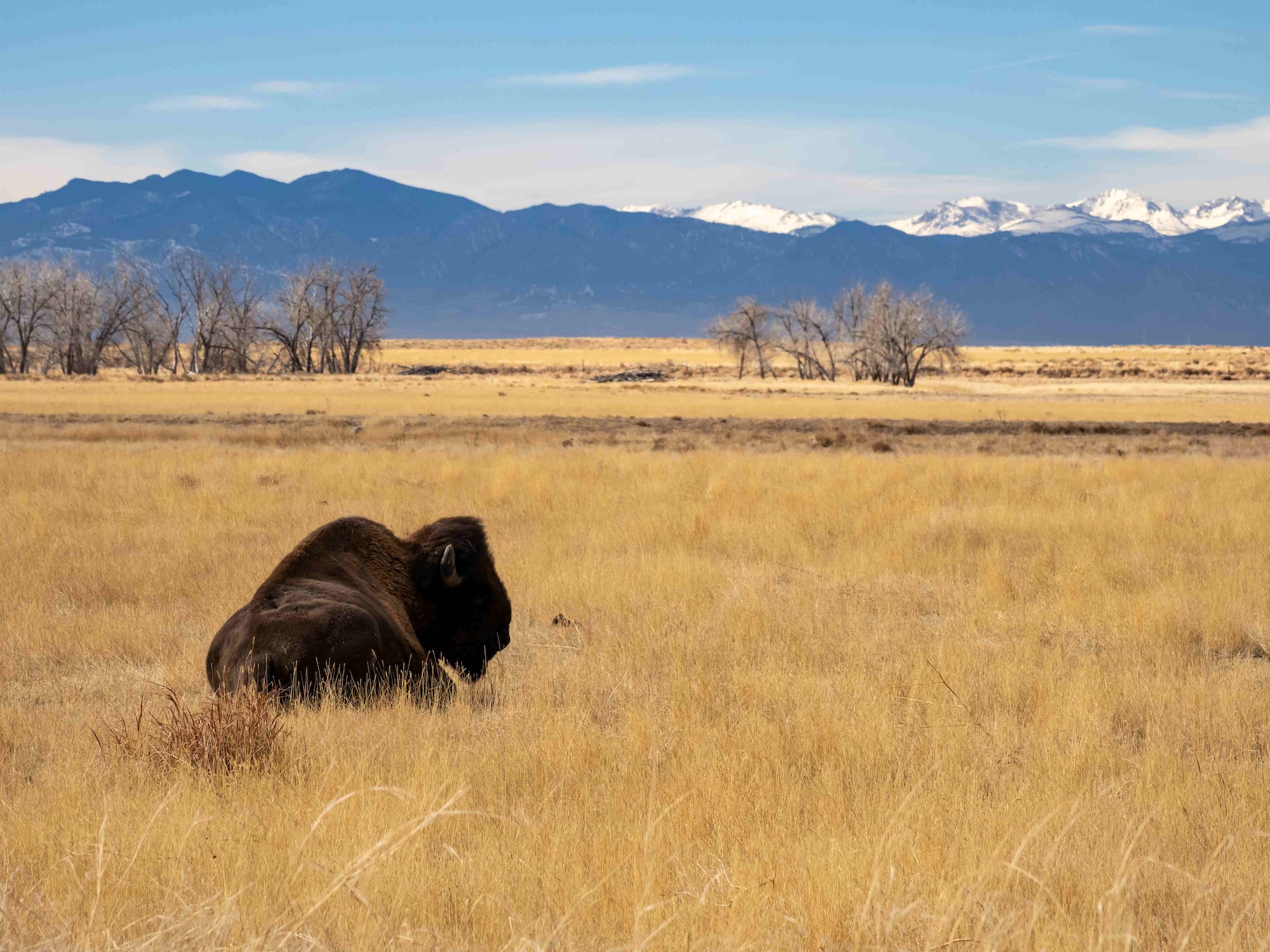 The ecological and cultural importance of bison in Colorado | VailDaily.com
