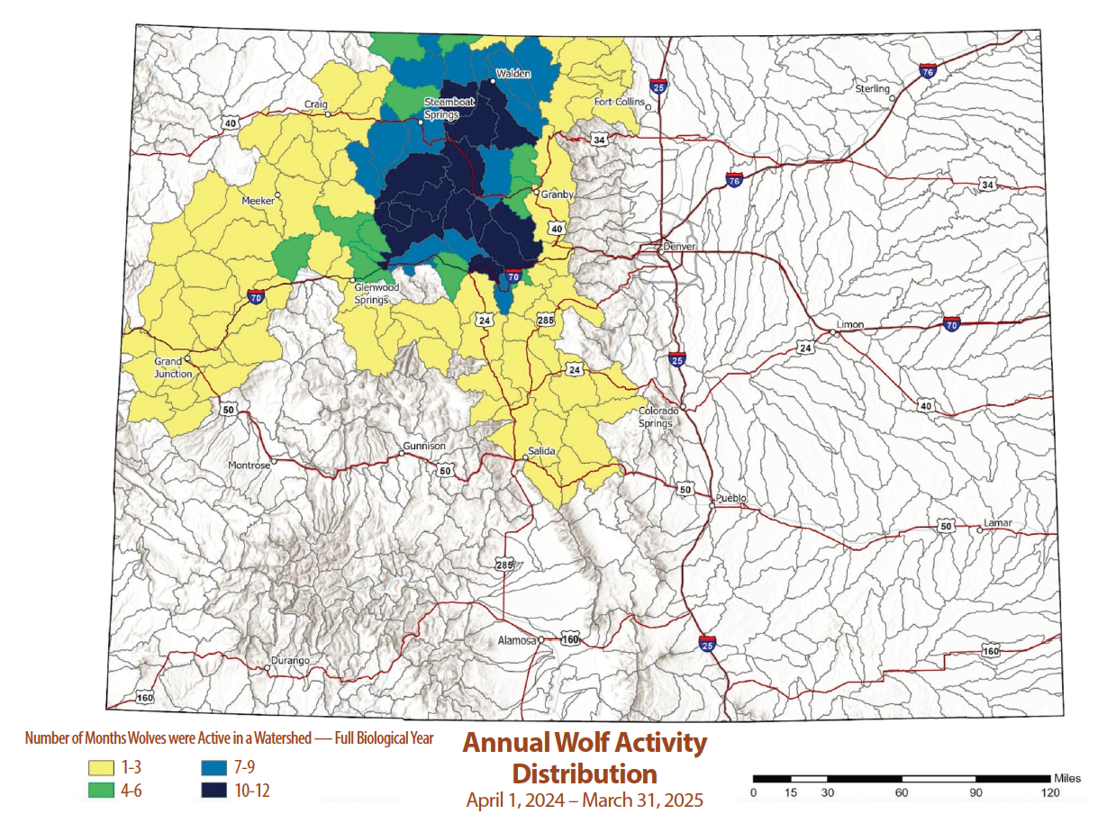 By the numbers: What Colorado Parks and Wildlife’s second annual wolf ...
