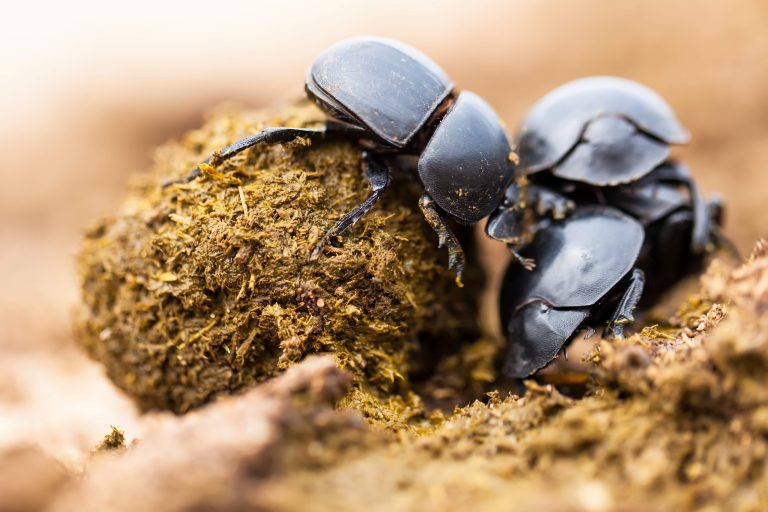 How is scat decomposed? Meet nature’s cleanup crew | VailDaily.com