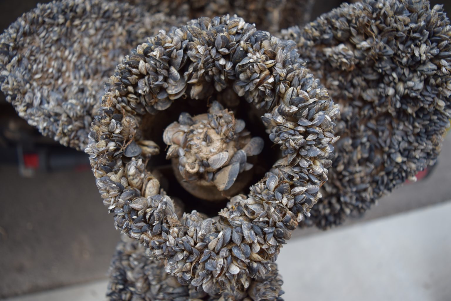 What you need to know about the invasive zebra mussels taking hold across Western Colorado ...