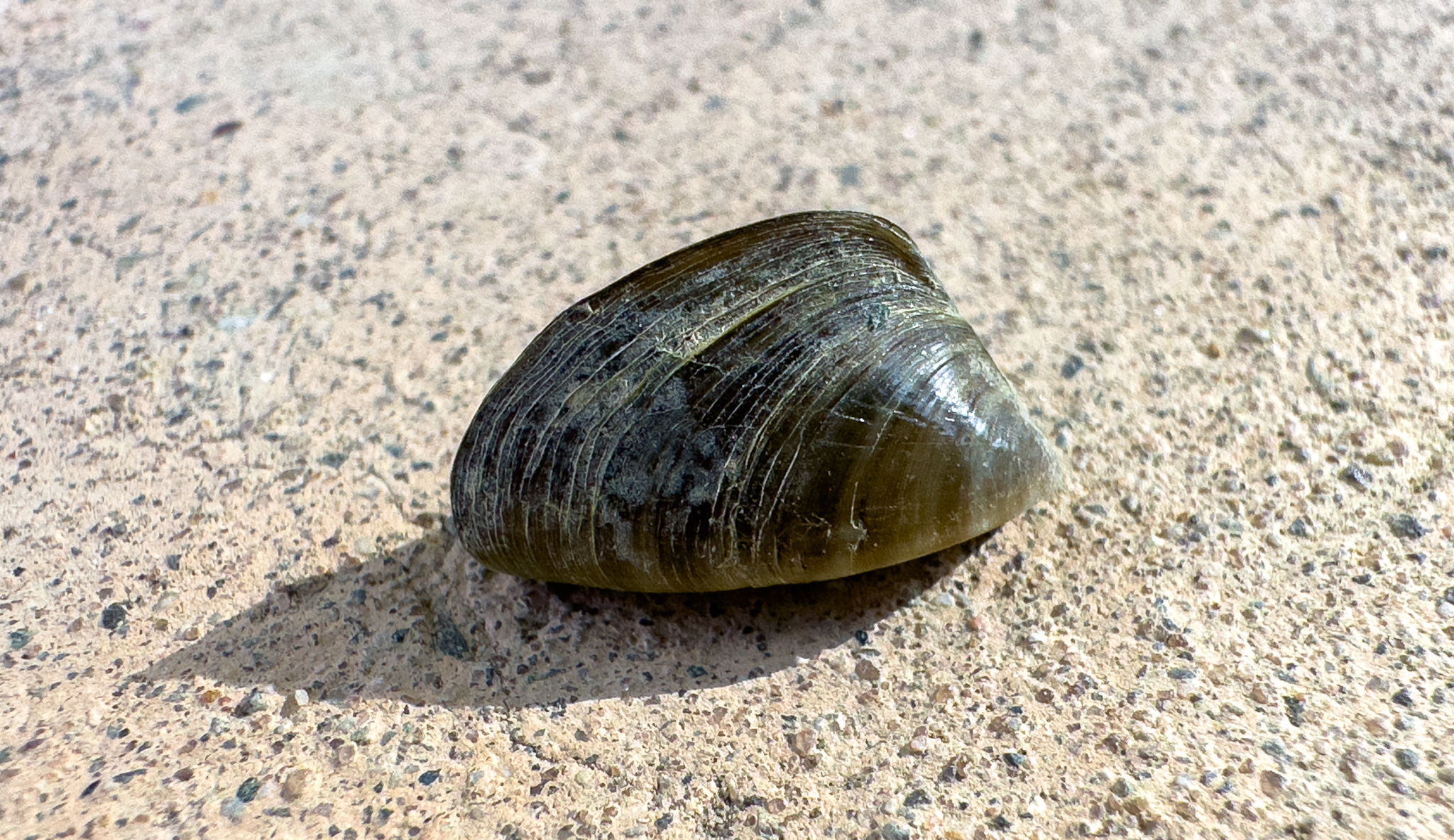 What you need to know about the invasive zebra mussels taking hold ...