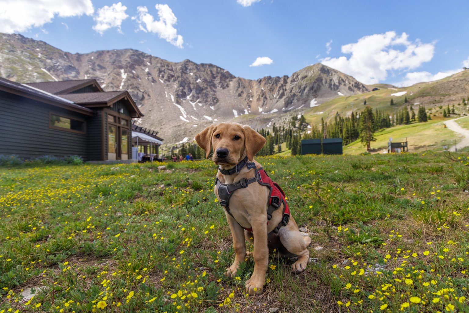 Arapahoe Basin Ski Area welcomes new avalanche dog onto its team ...