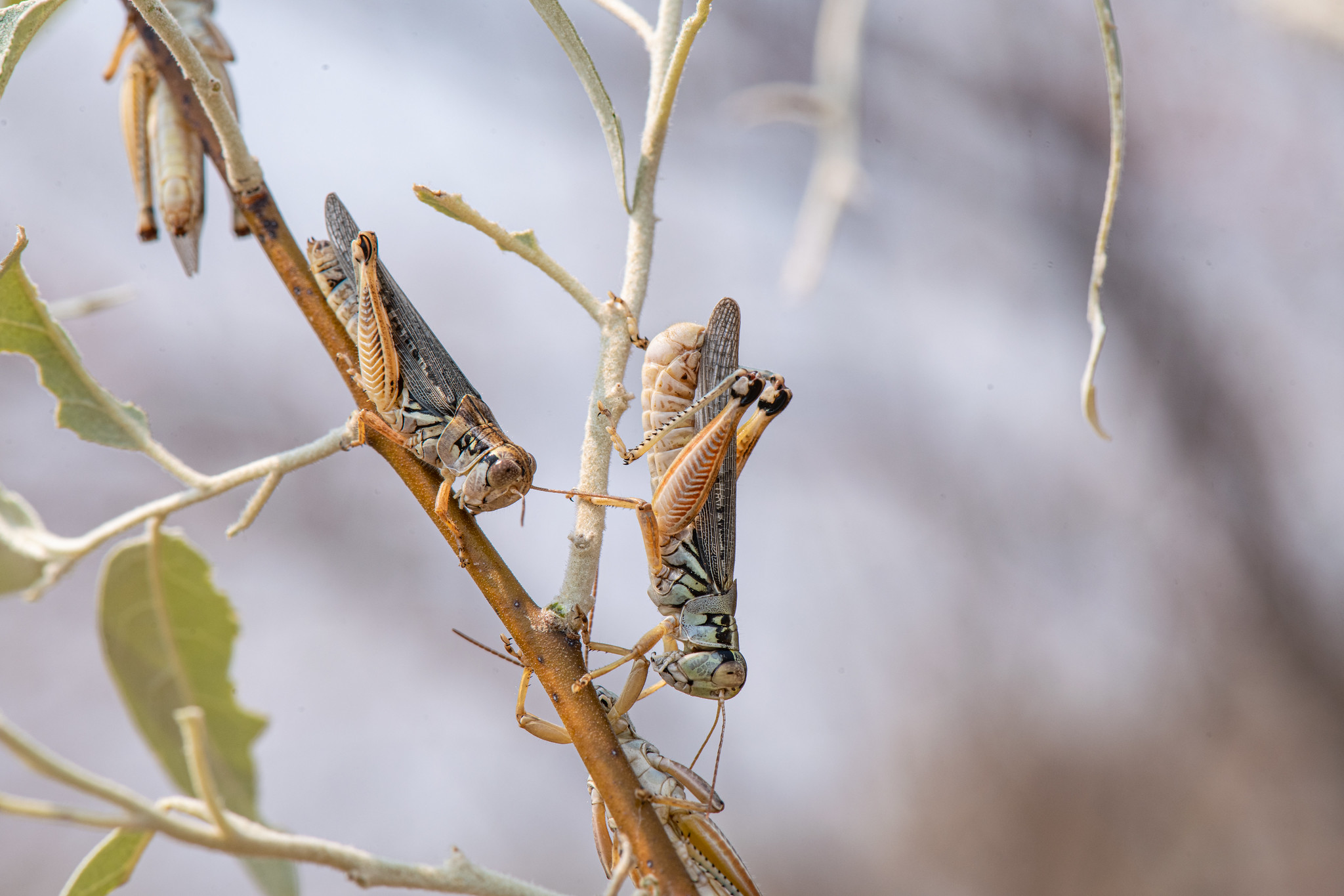 Will this year be boom or bust for Colorado’s grasshopper populations ...